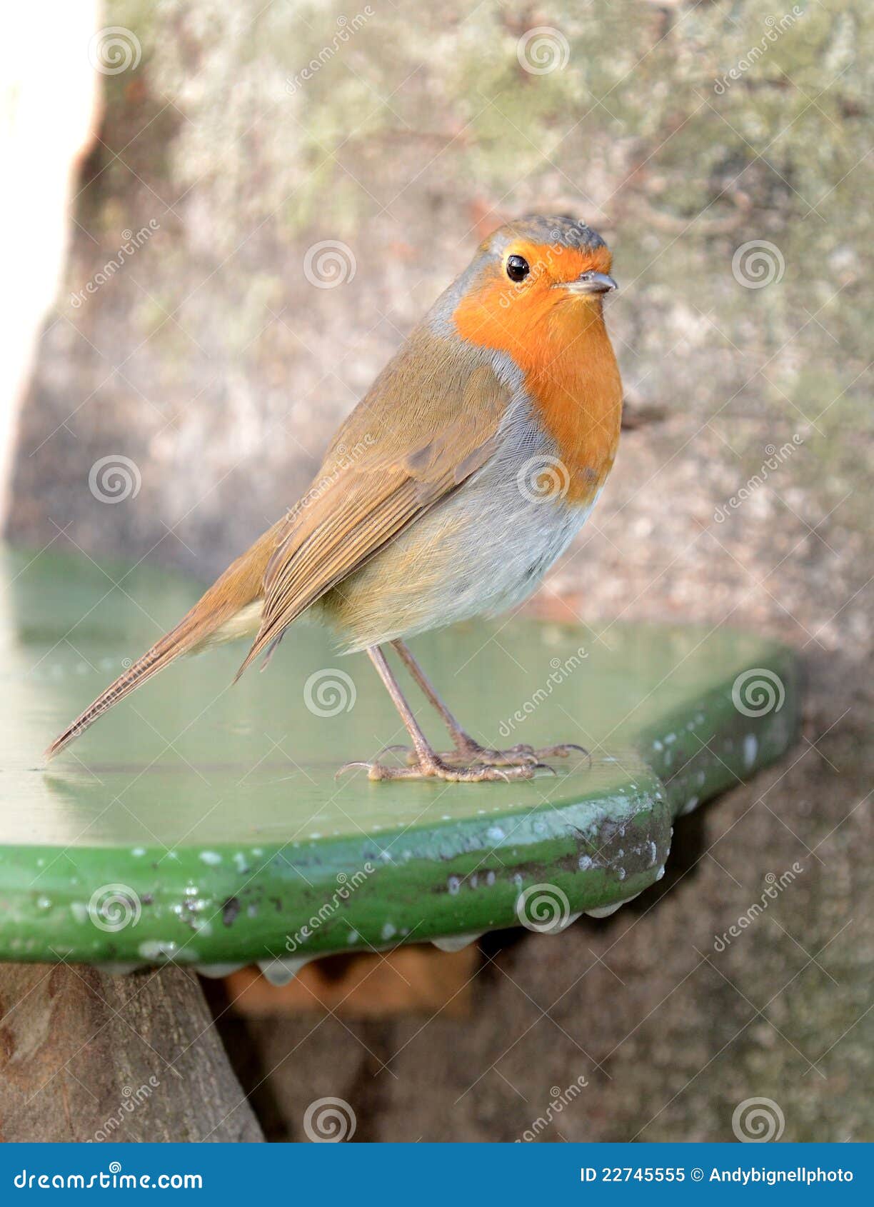 Robin Redbreast stock image. Image of plumage, feathered - 22745555