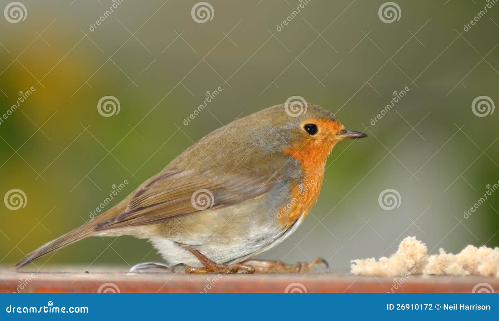 Robin Redbreast stock photo. Image of bird, friendly - 26910172