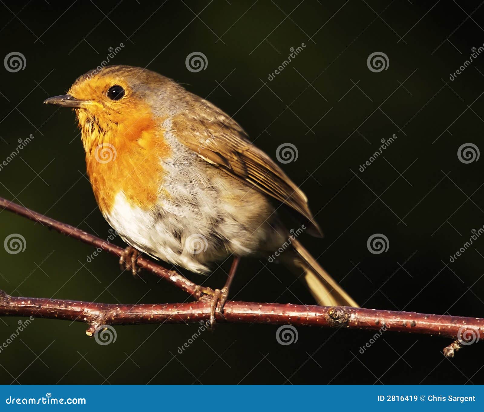 Robin redbreast stock image. Image of brighton, yellow - 2816419