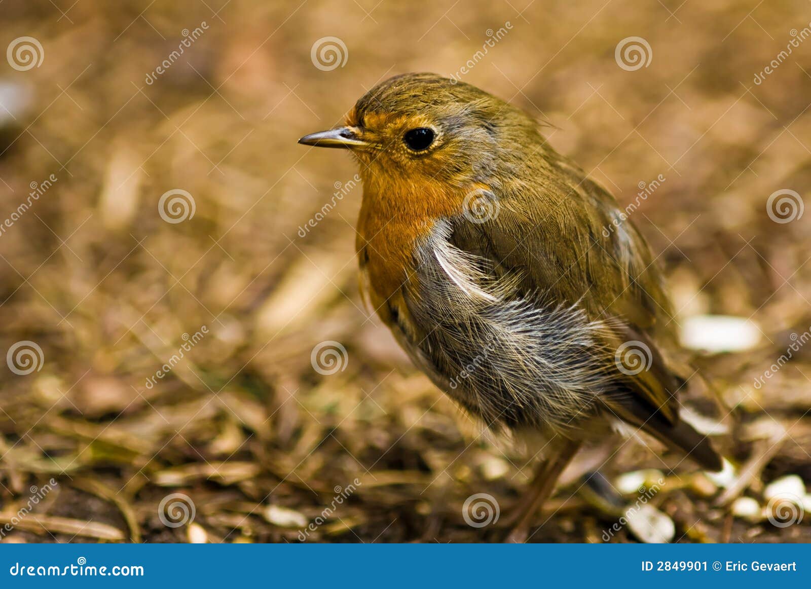 A robin redbreast stock image. Image of natural, solitary - 2849901