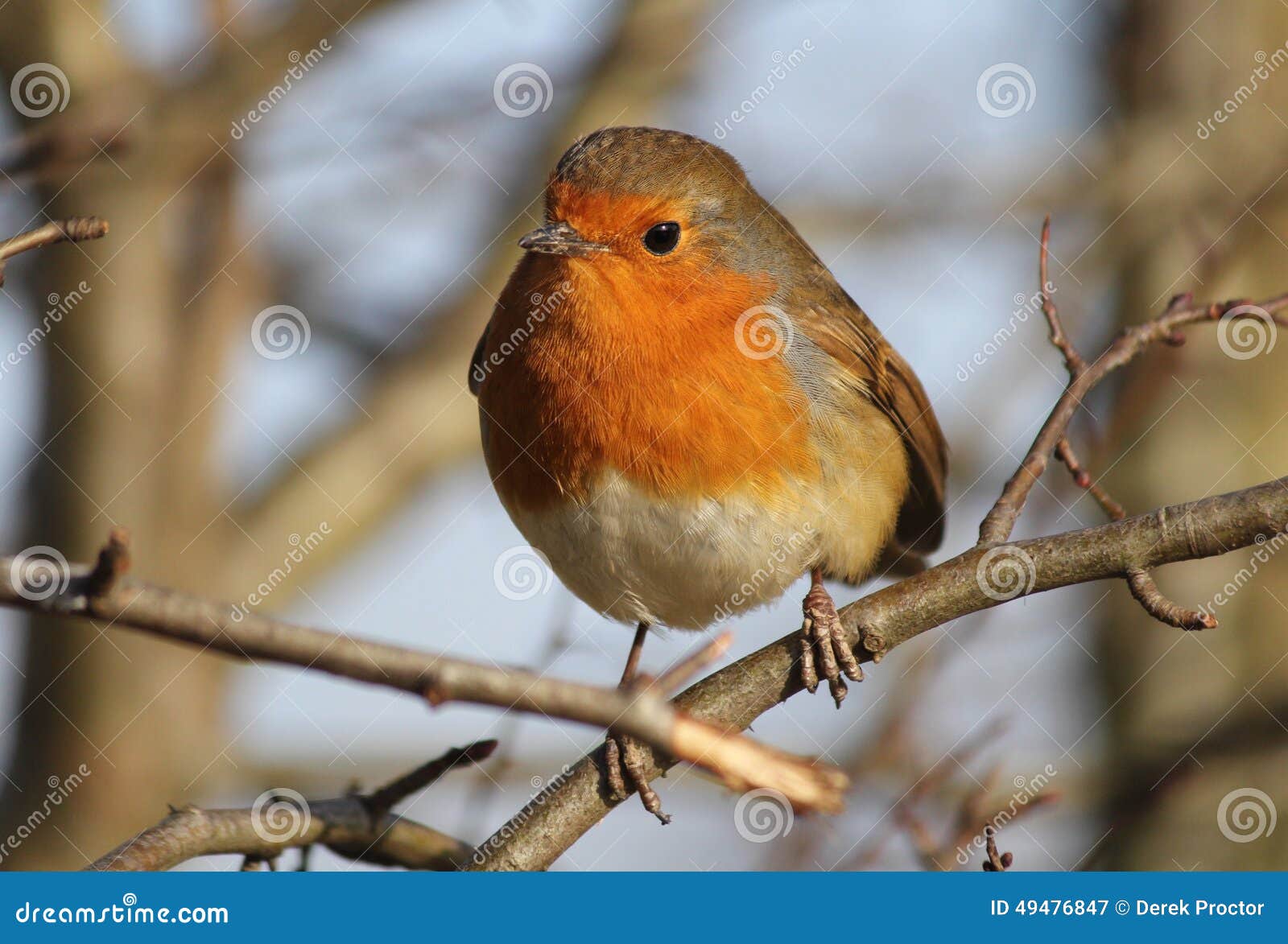 Robin Redbreast stock afbeelding. Image of bevederd, seizoengebonden ...