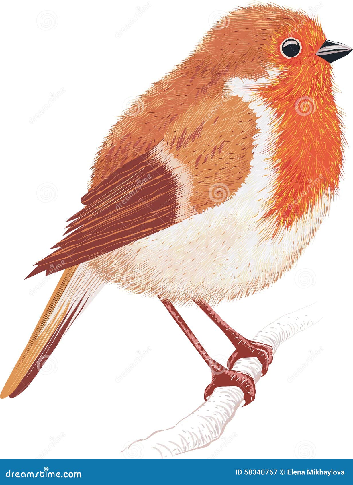 Robin Redbreast ilustração stock. Ilustração de exterior - 58340767