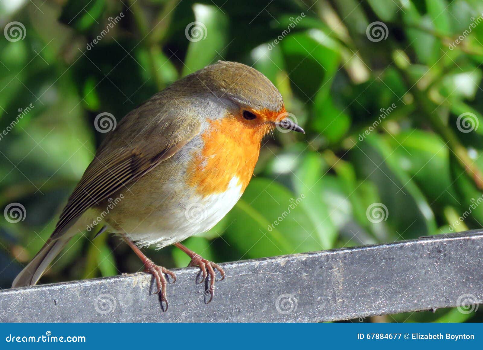 Robin Redbreast stock afbeelding. Image of persen, achtergrond - 67884677