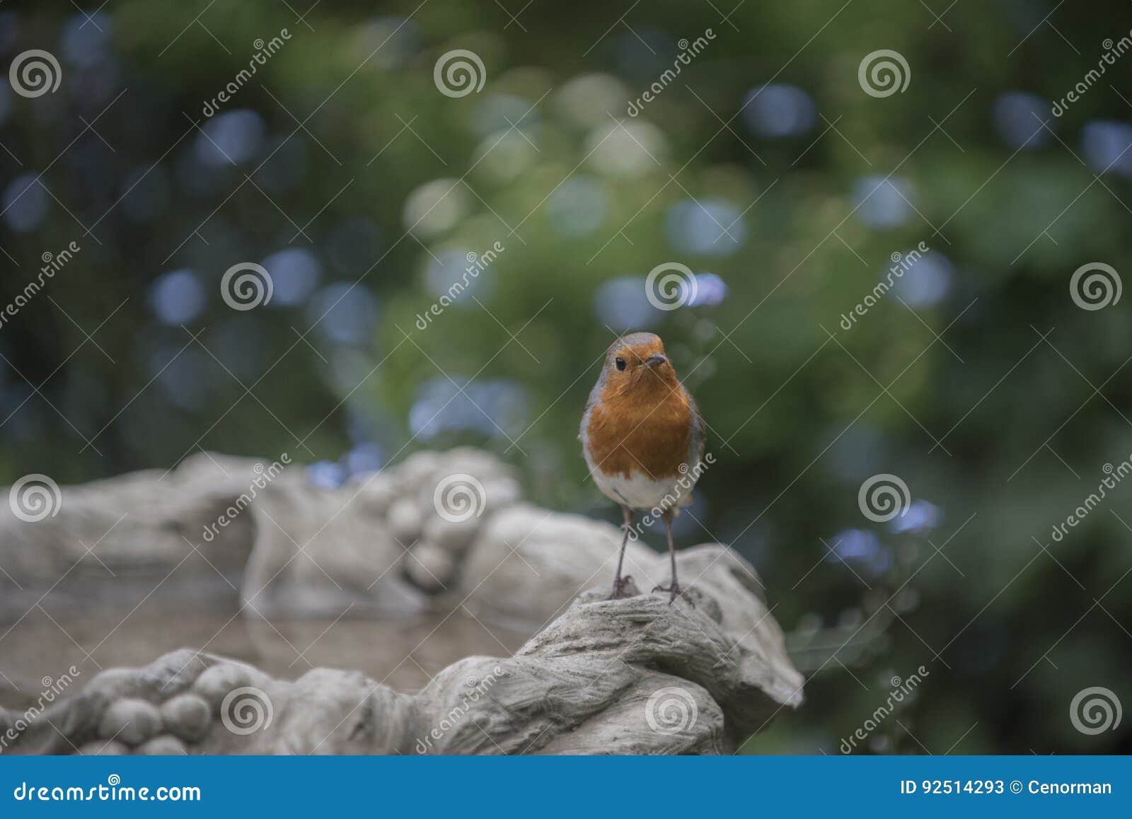 Robin redbreast stock image. Image of robin, worm, nature - 92514293