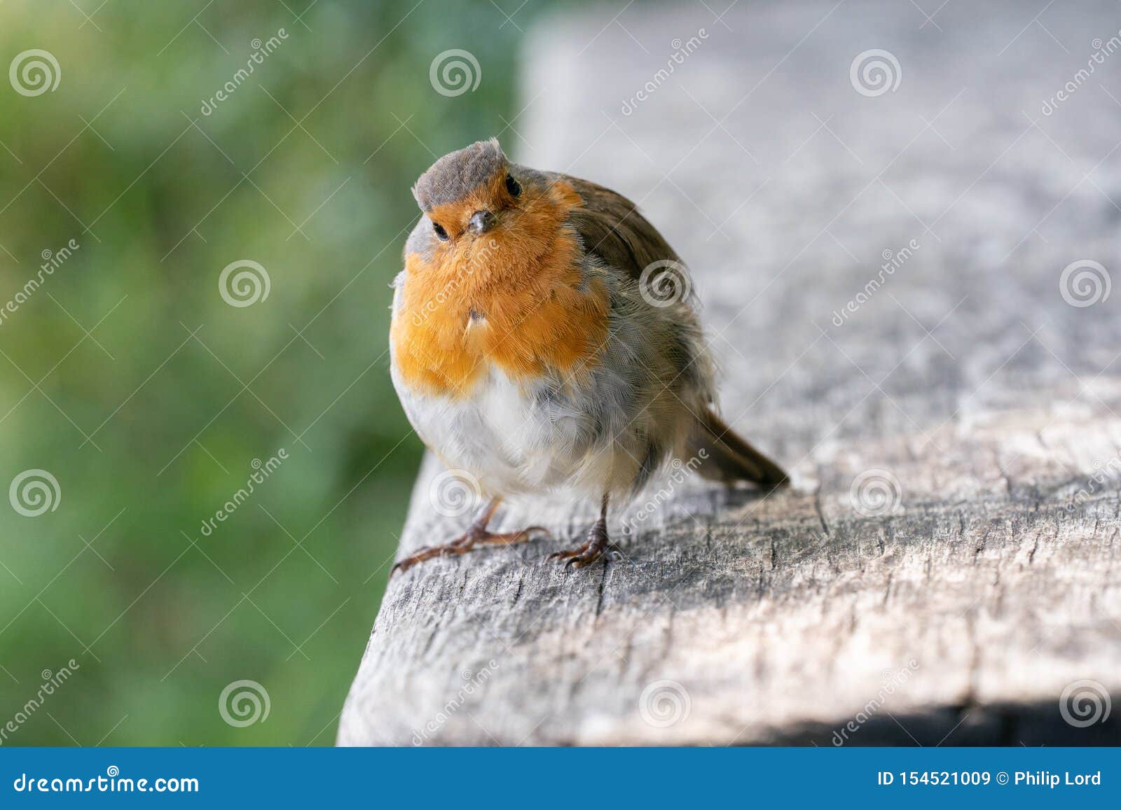 Robin Redbreast Bird on Log Stock Image - Image of breast, feathers ...
