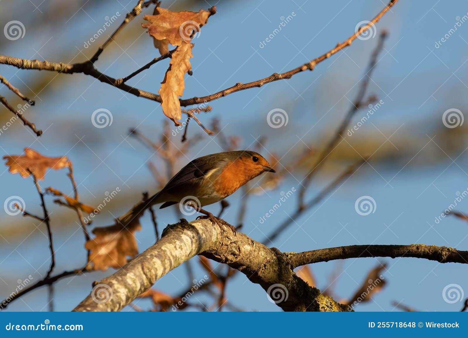 Robin Redbreast Bird Perching on a Tree in the Forest Stock Photo ...