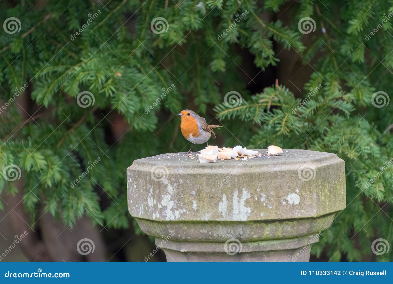 Robin Redbreast bird stock photo. Image of perched, color - 110333142