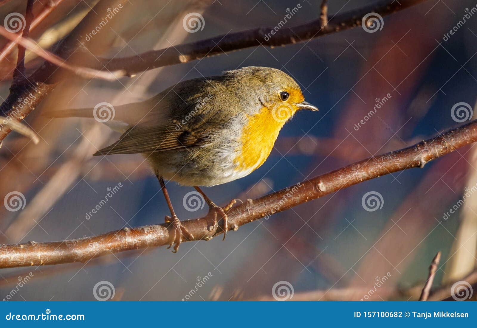Robin on branch stock photo. Image of insectivorous - 157100682