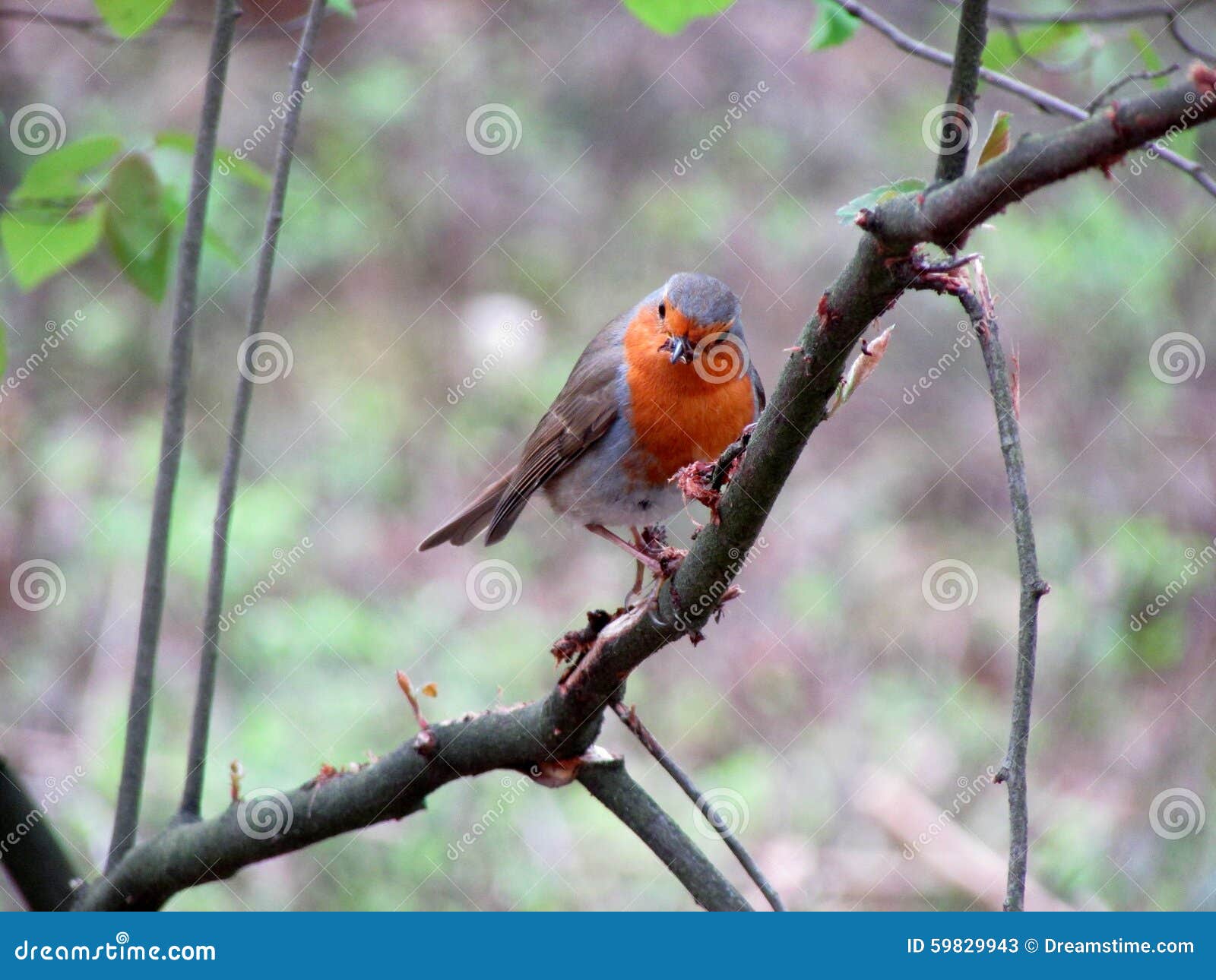 Robin Redbreast stock image. Image of robin, natuur, nature - 59829943
