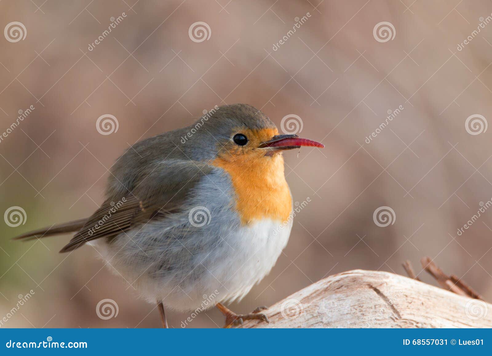 Robin redbreast stock image. Image of branch, nature - 68557031
