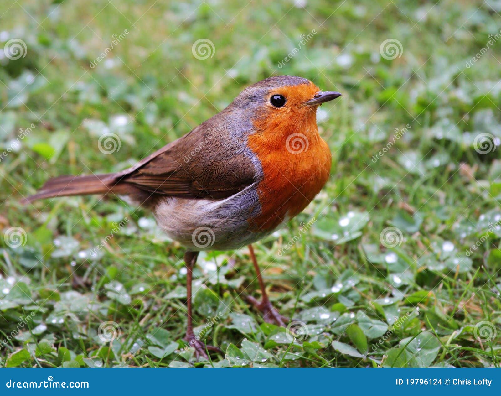 Robin Redbreast (Erithacus Rubecula) Stock Photo - Image of cute ...