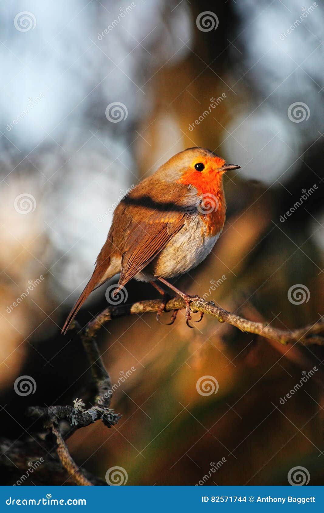 Robin redbreast stock photo. Image of animal, park, redbreast - 82571744