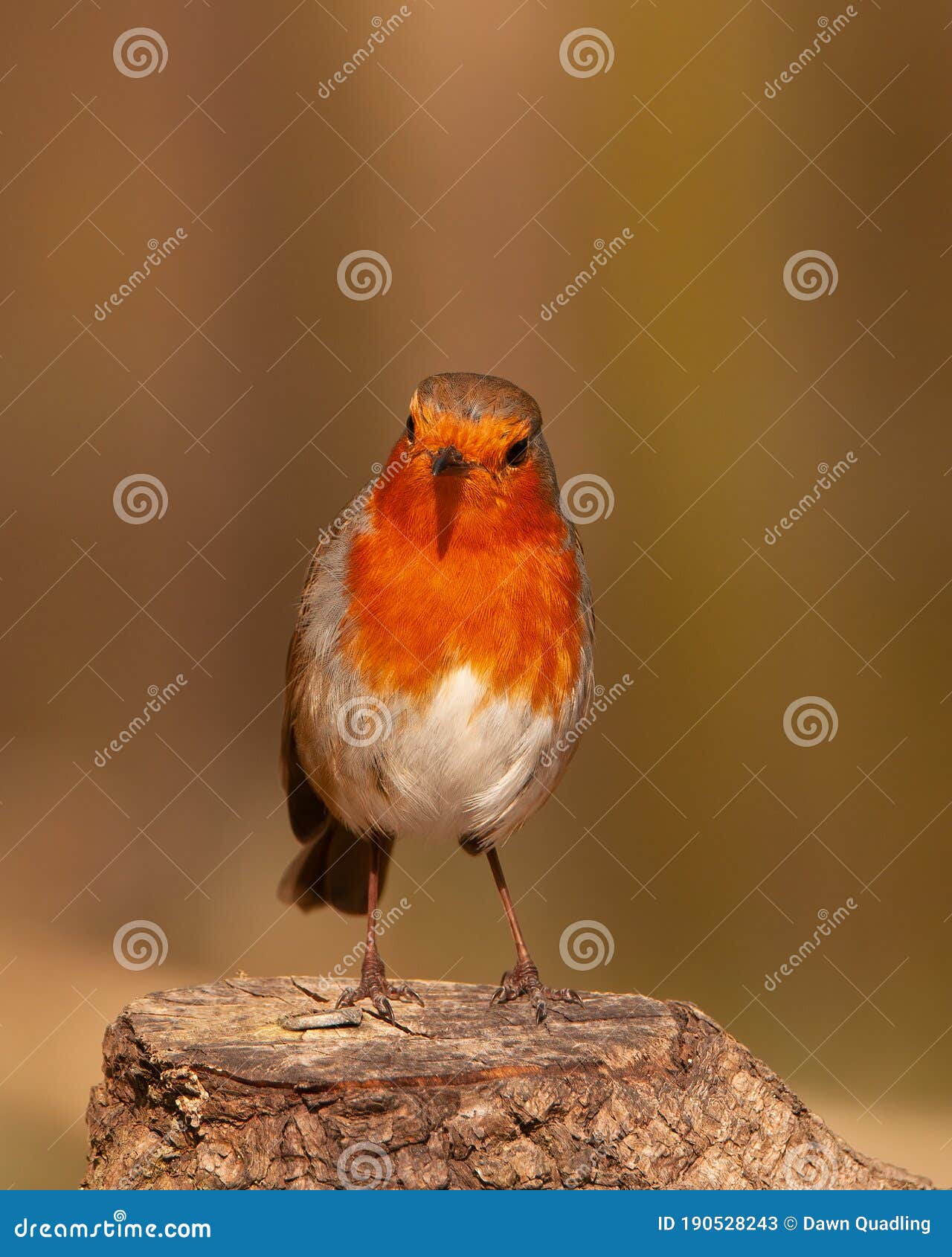 Robin Redbreast, Erithacus Rubecula, on Tree Stump Stock Image - Image ...