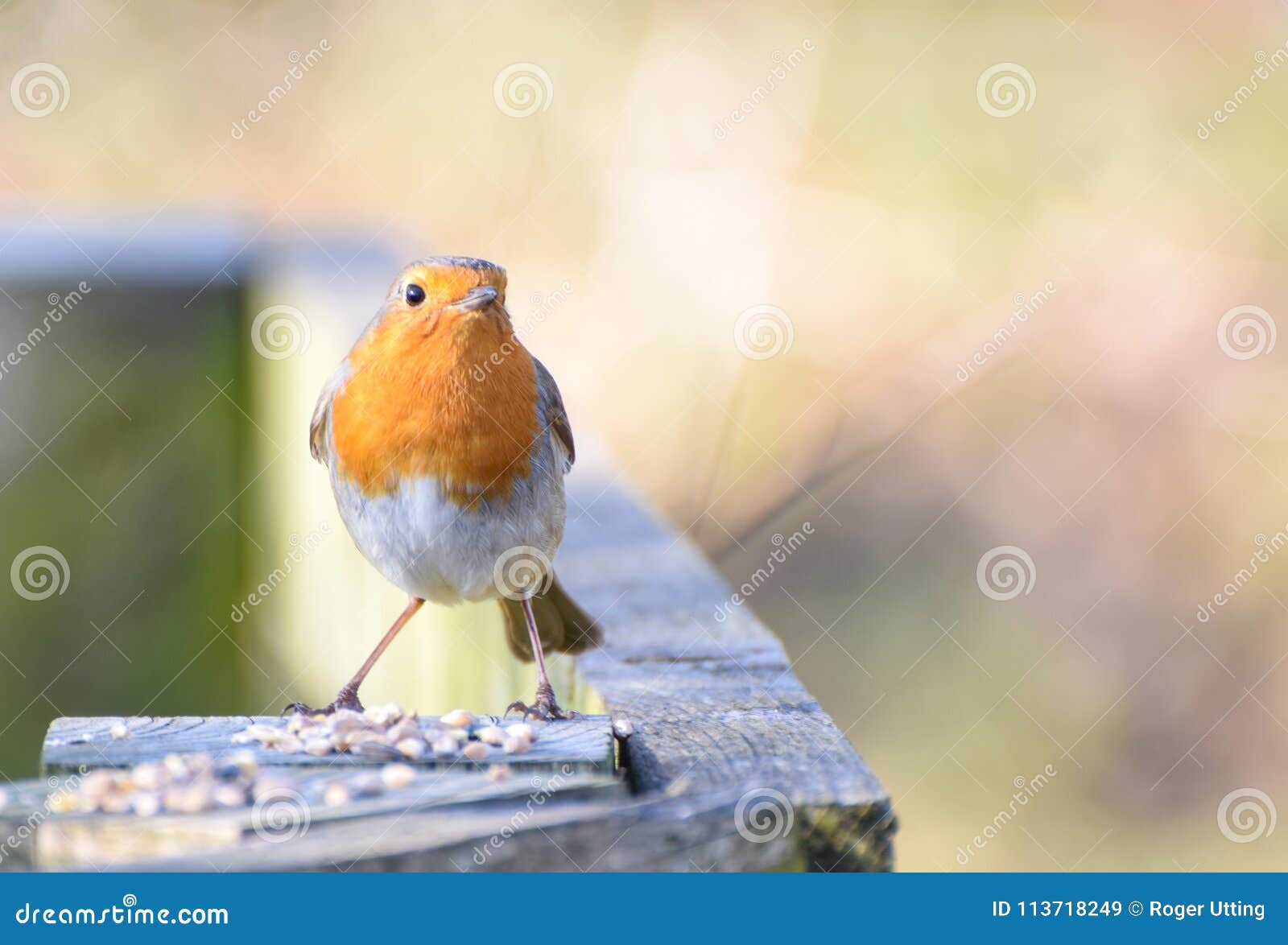 Robin redbreast feeding stock image. Image of berkshire - 113718249
