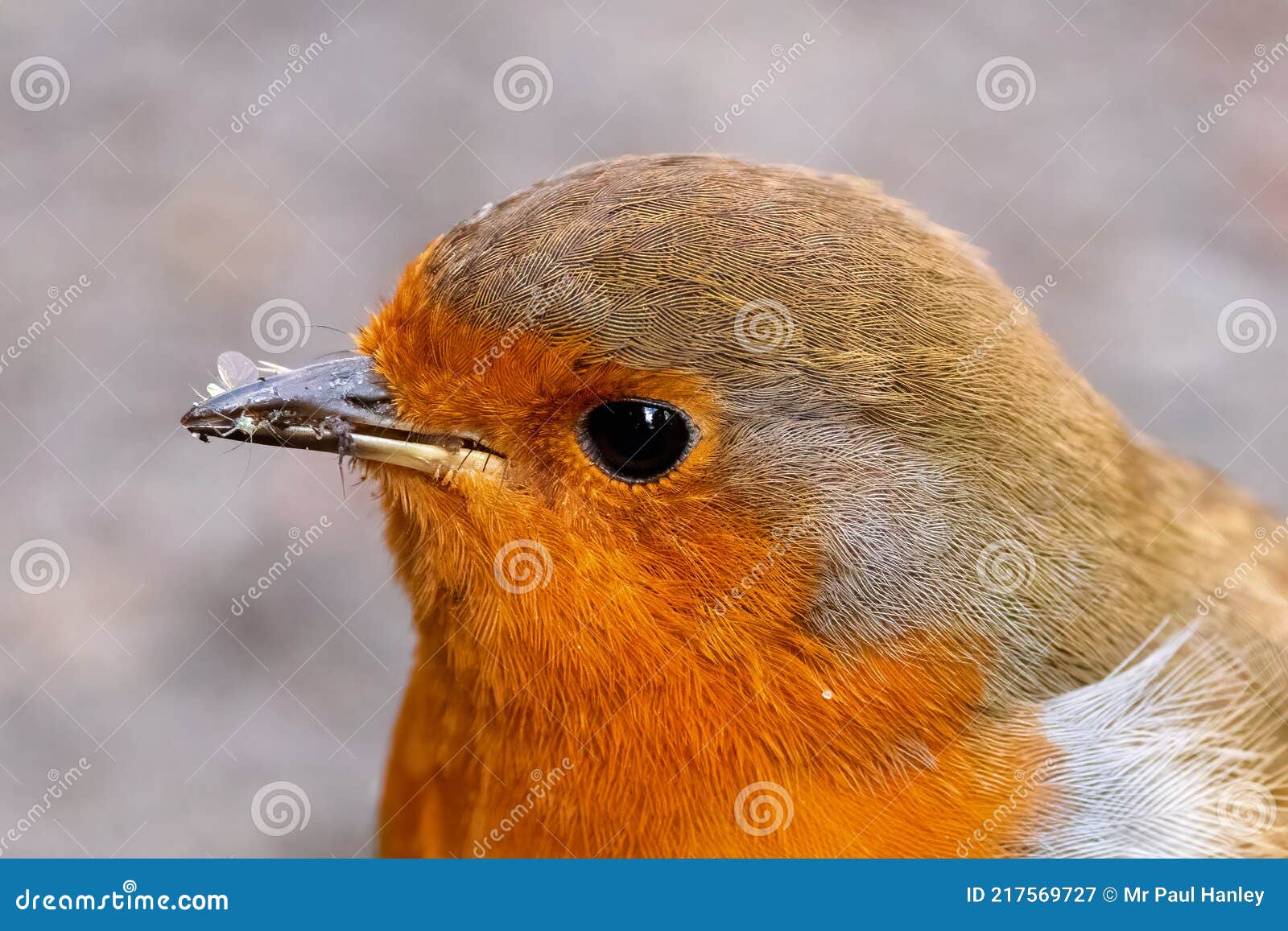 A Robin Redbreast Holds a Fly in Its Beak Stock Image - Image of bird ...