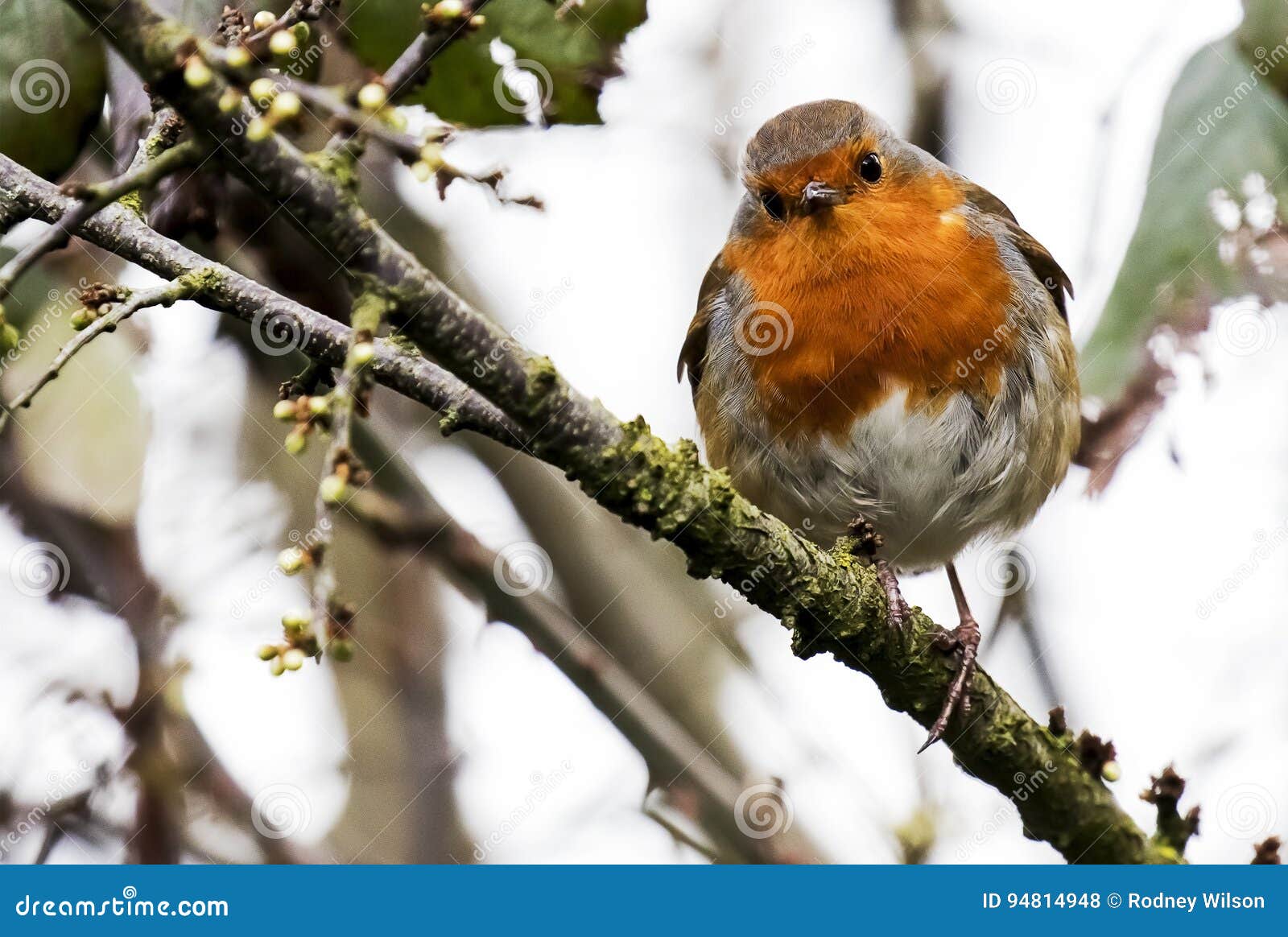 Robin Redbreast stock photo. Image of natural, ornithologist - 94814948