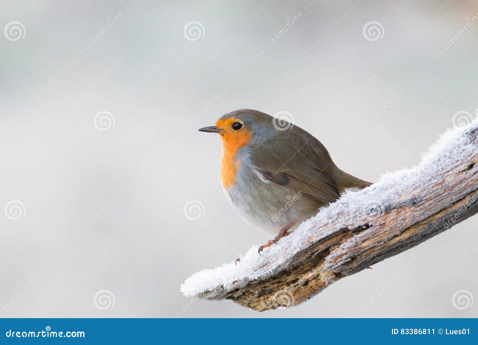 Robin redbreast stock image. Image of perched, color - 83386811