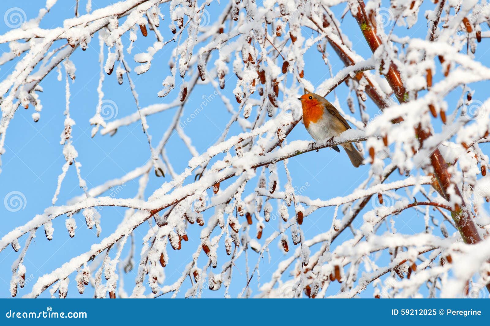 Robin Redbreast Perched on a Snow Covered Tree Branch Stock Image ...