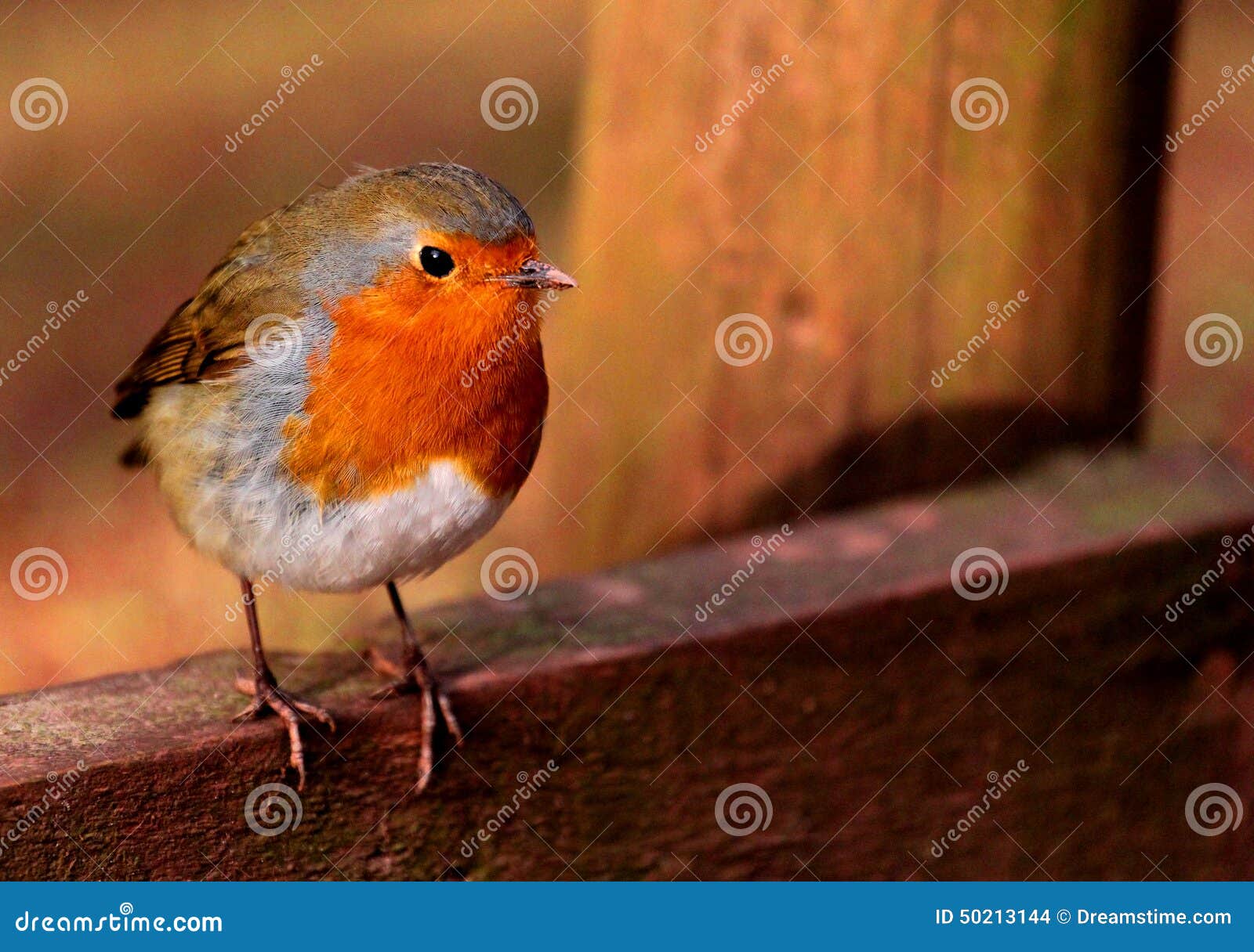 Robin redbreast stock photo. Image of flight, wildlife - 50213144