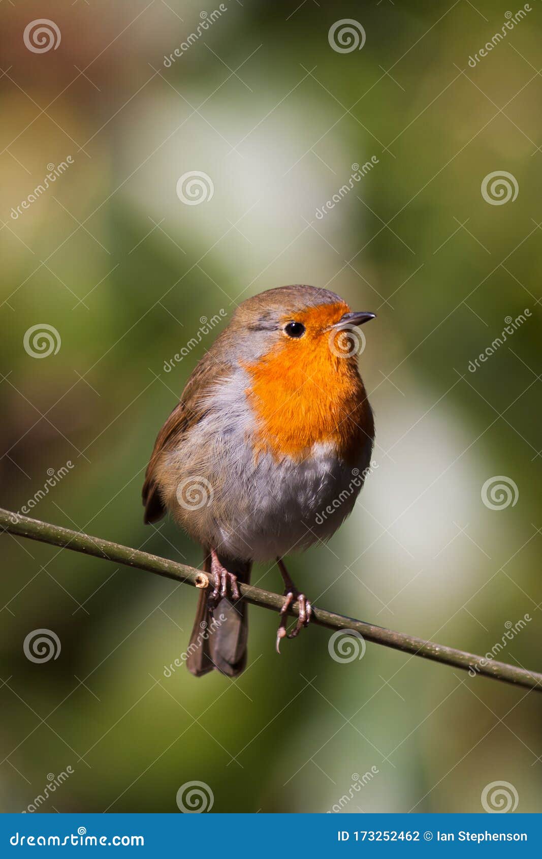 Robin Redbreast Perched on a Thin Branch Stock Photo - Image of ...