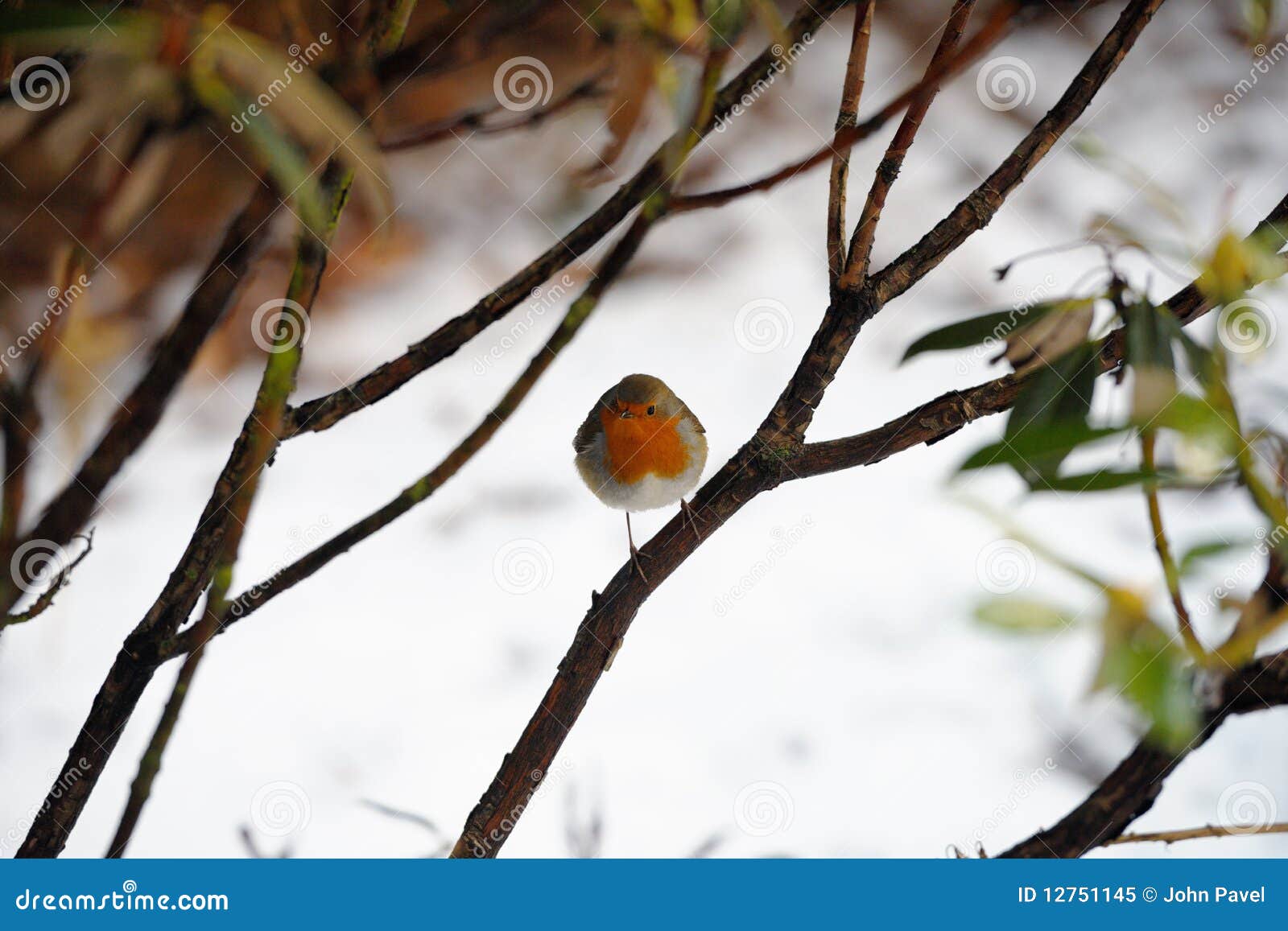Robin Redbreast Perching in a Bush Stock Image - Image of winter ...