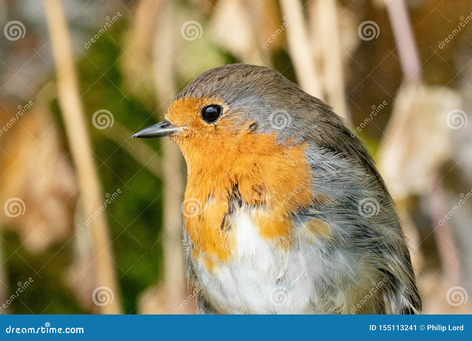 Robin redbreast portrait stock image. Image of family - 155113241