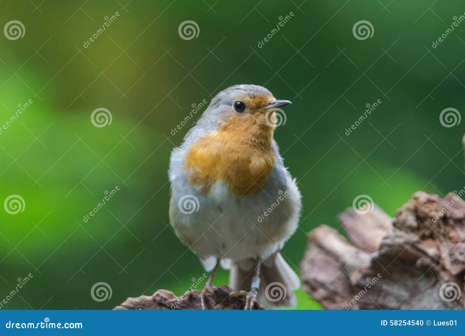 Robin redbreast stock photo. Image of erithacus, habitat - 58254540
