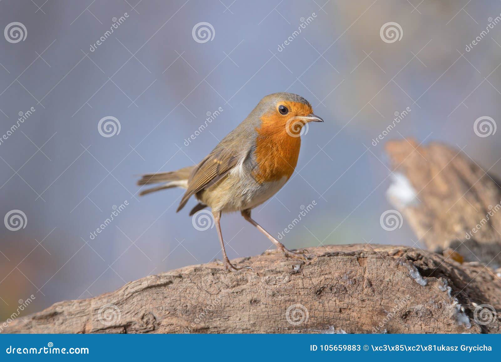 Robin redbreast stock image. Image of birds, orange - 105659883
