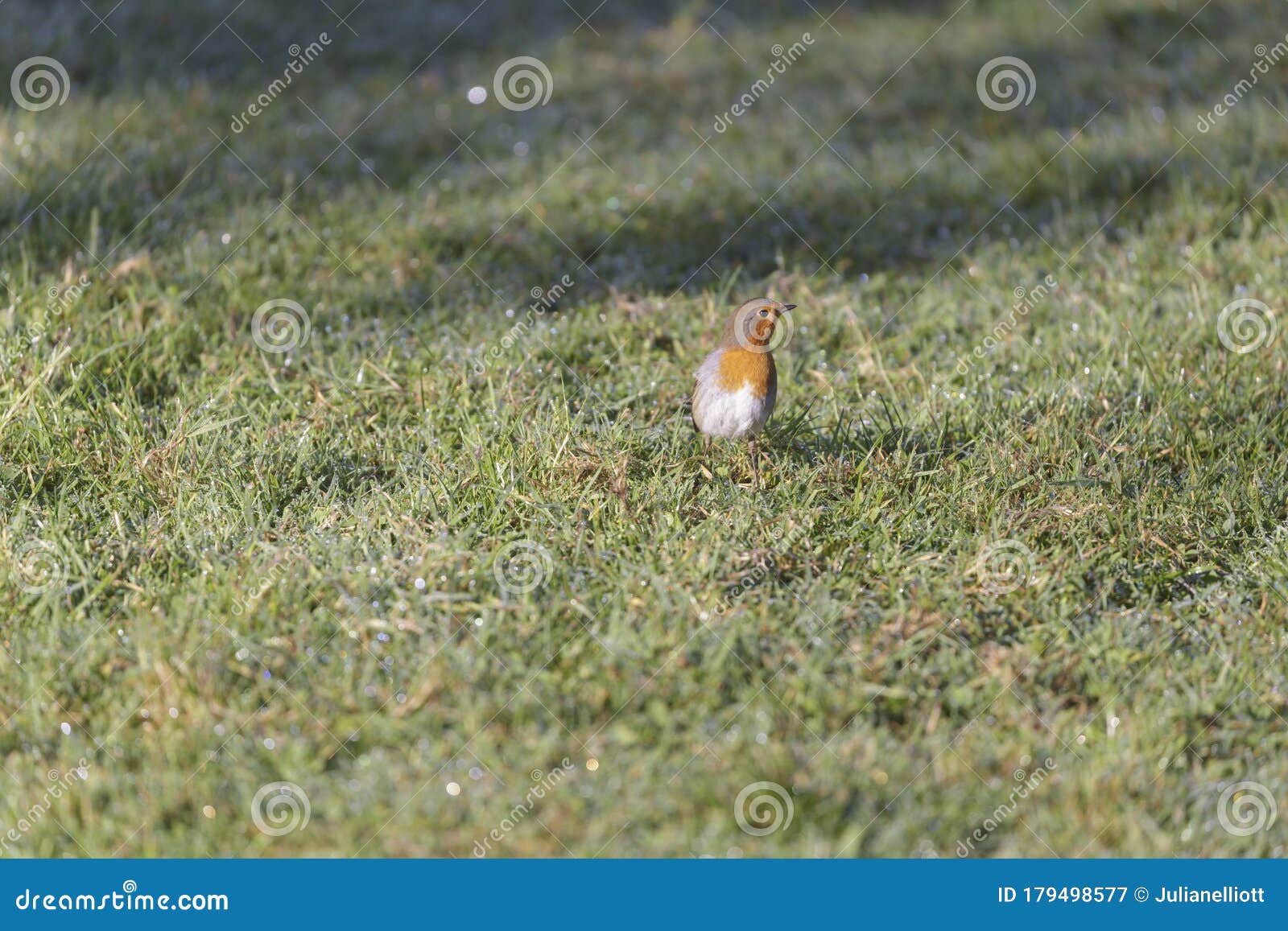 Tiny Robin Redbreast on the Grass Stock Image - Image of animal, chest ...