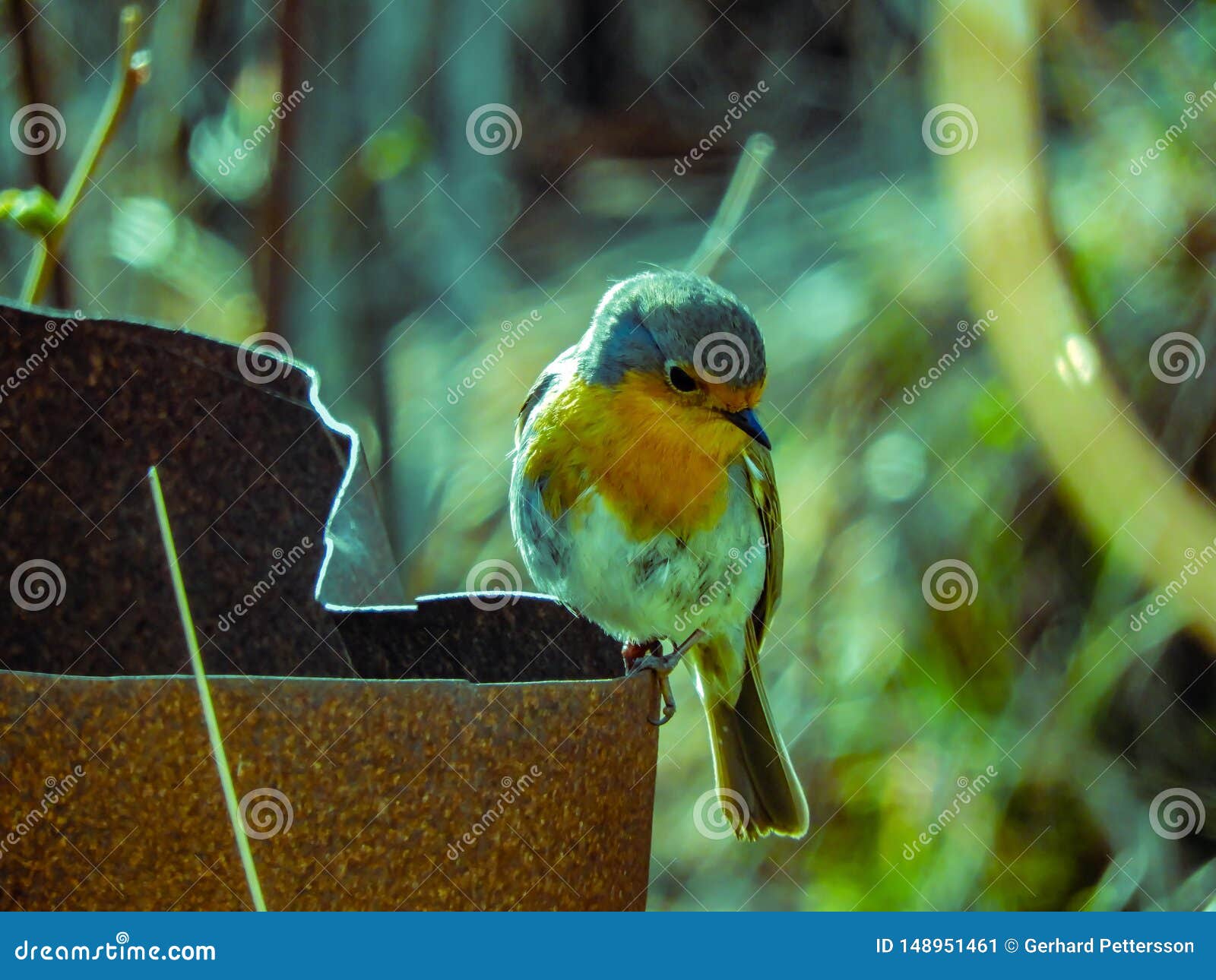 Robin Redbreast Sits on a Rusty Barrel Stock Image - Image of nature ...