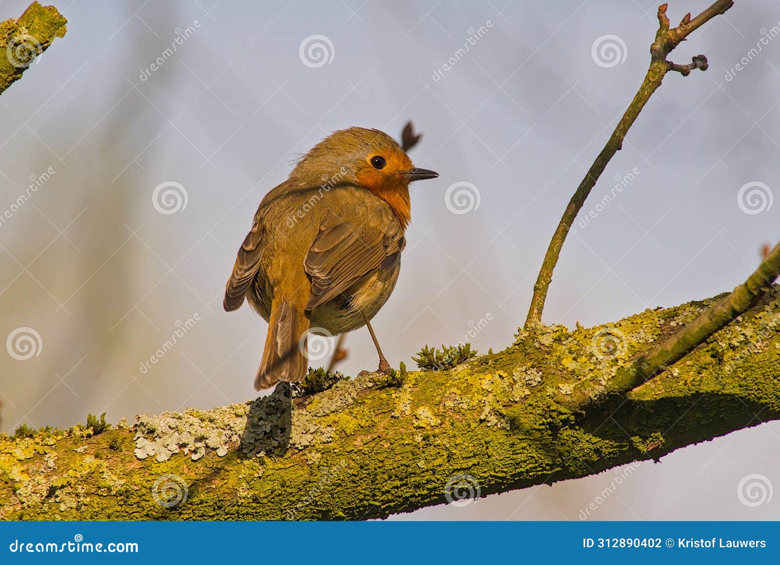 Robin Redbreast Sitting on the Branch of a Tree Stock Photo - Image of ...