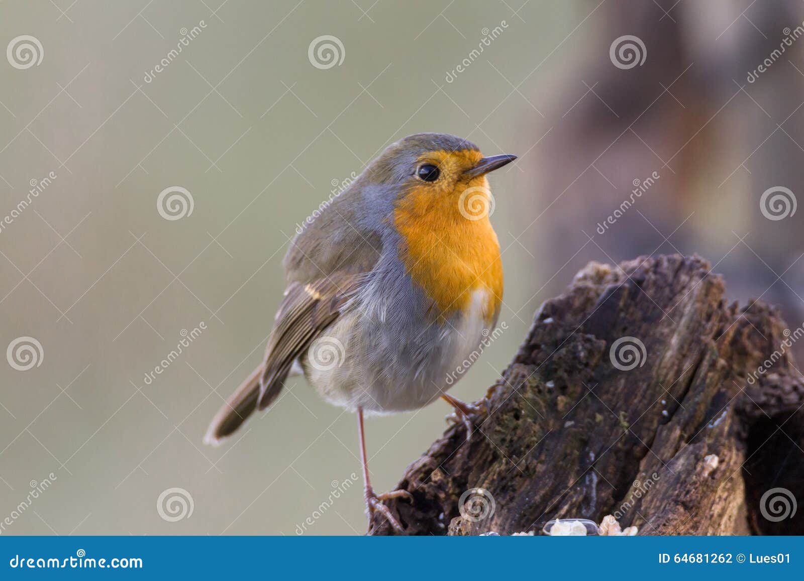 Robin redbreast stock photo. Image of branch, winter - 64681262
