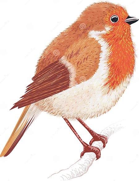 Robin redbreast stock illustration. Illustration of nature - 58340767