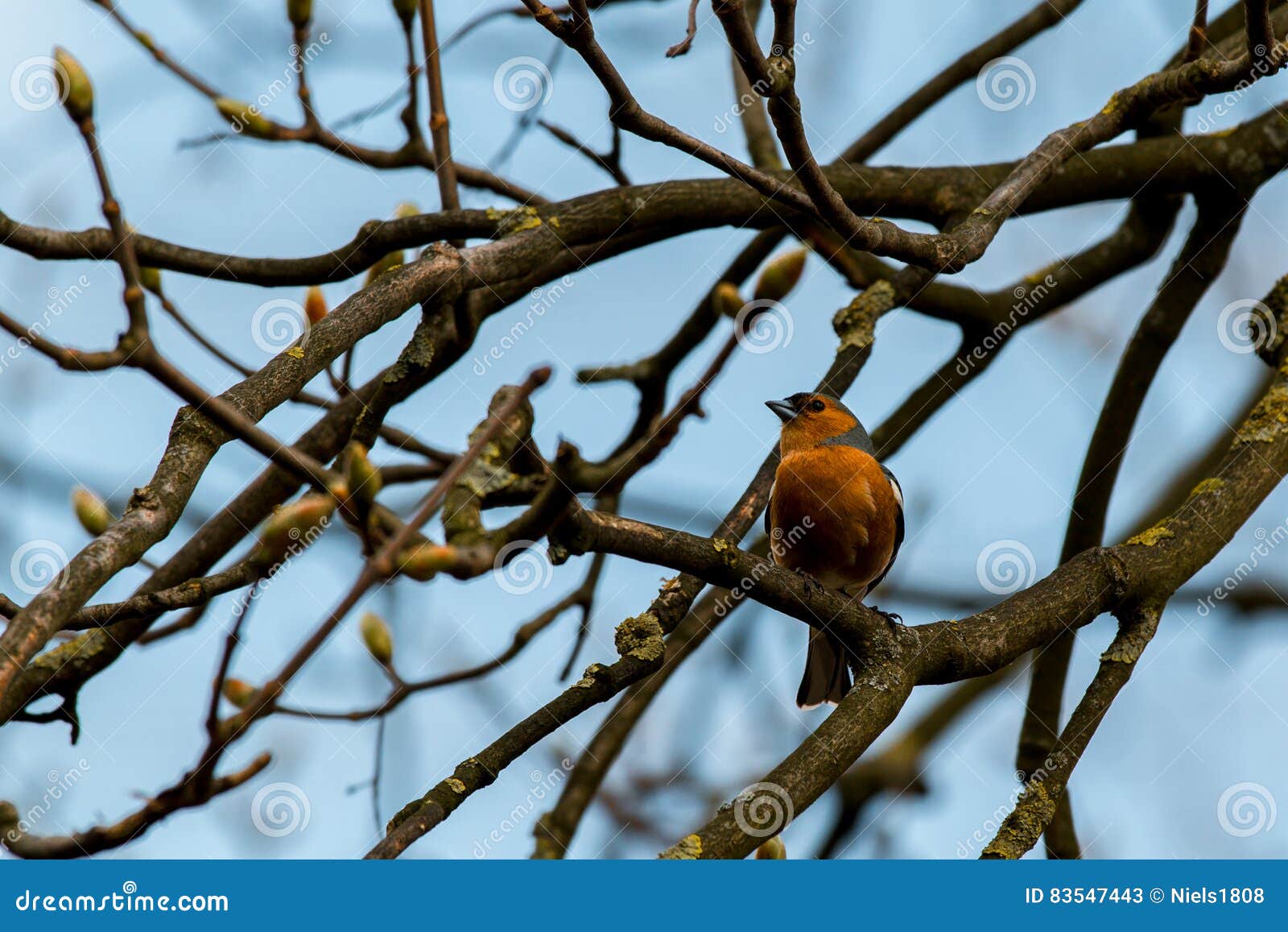 Robin Redbreast Sitting in a Tree Stock Image - Image of robin, tree ...