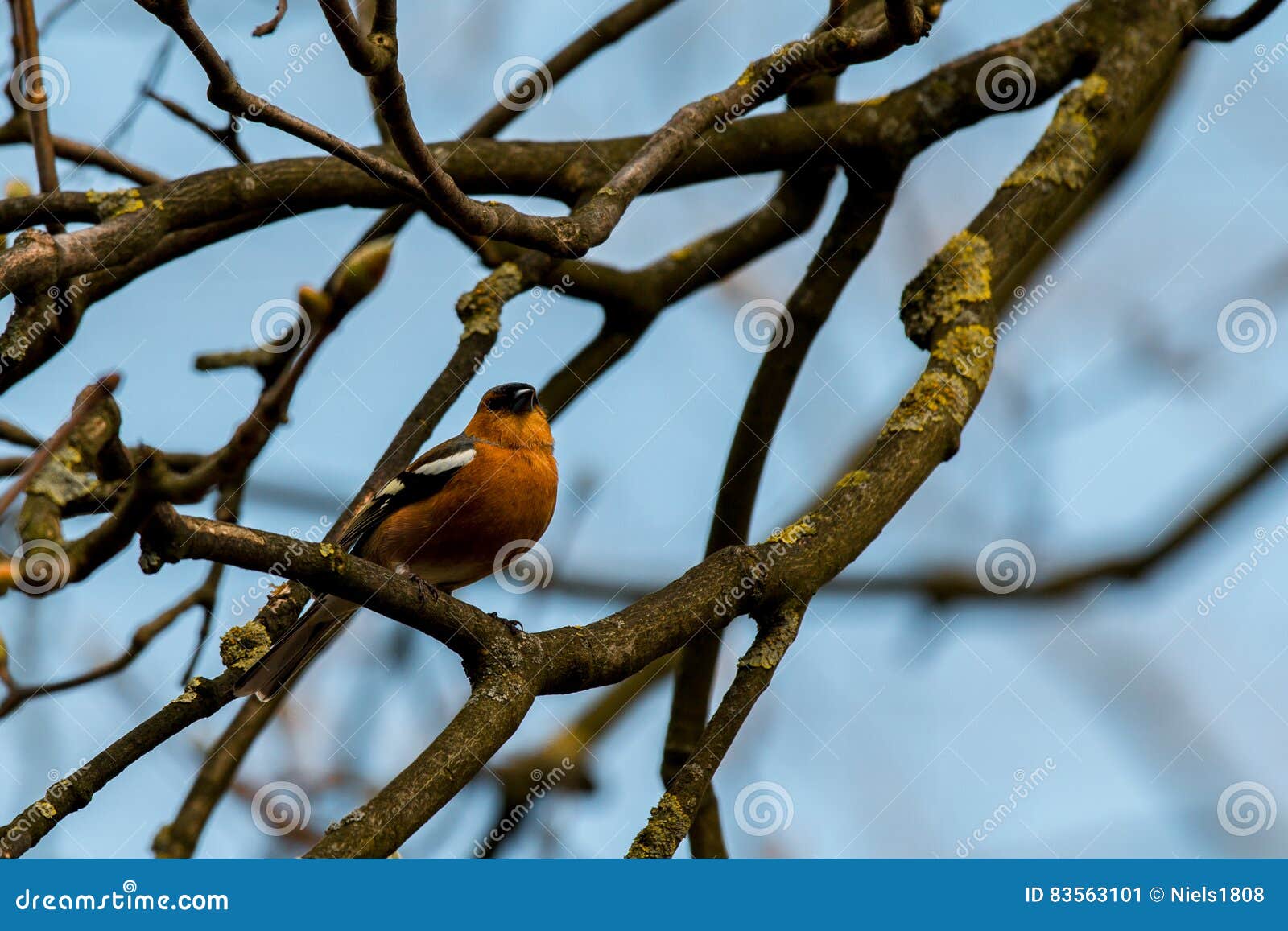 Robin Redbreast Sitting in a Tree Stock Image - Image of branch, green ...
