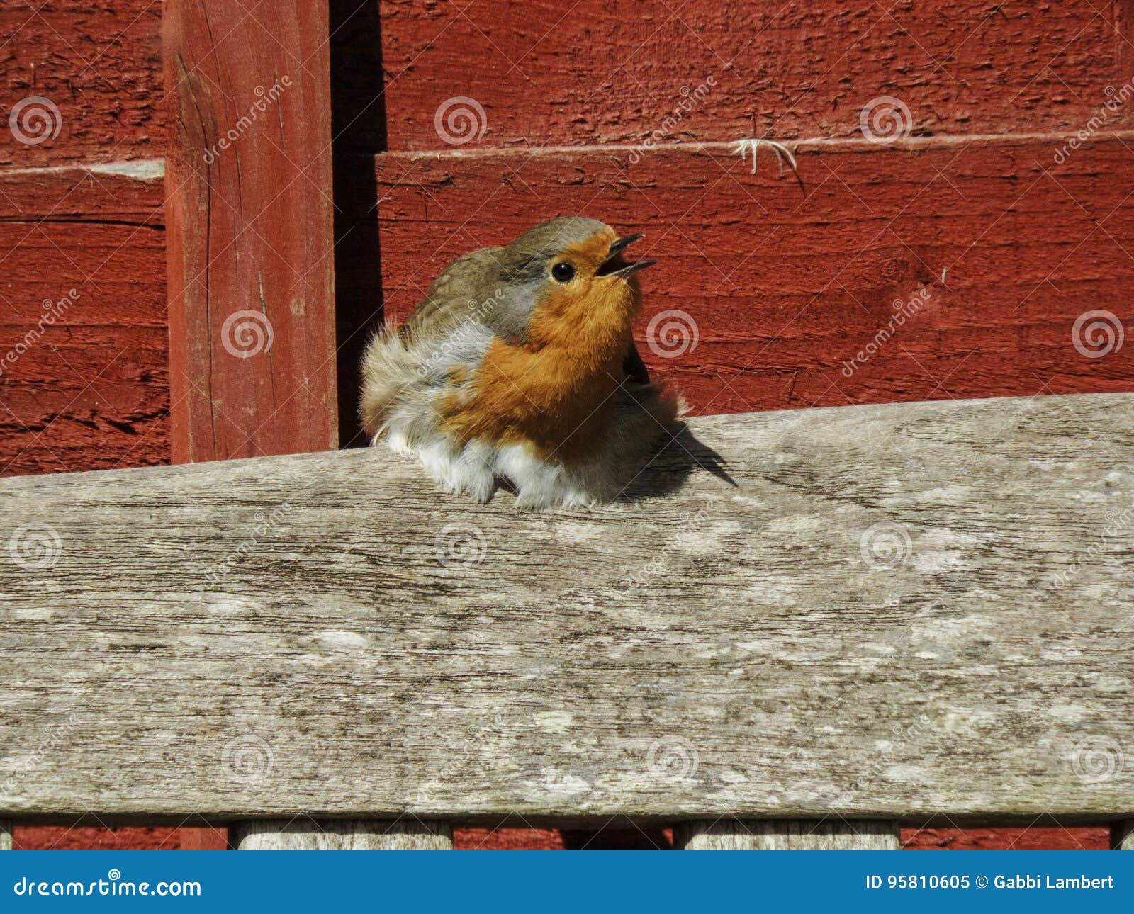 Robin Redbreast in Summer stock image. Image of beak - 95810605