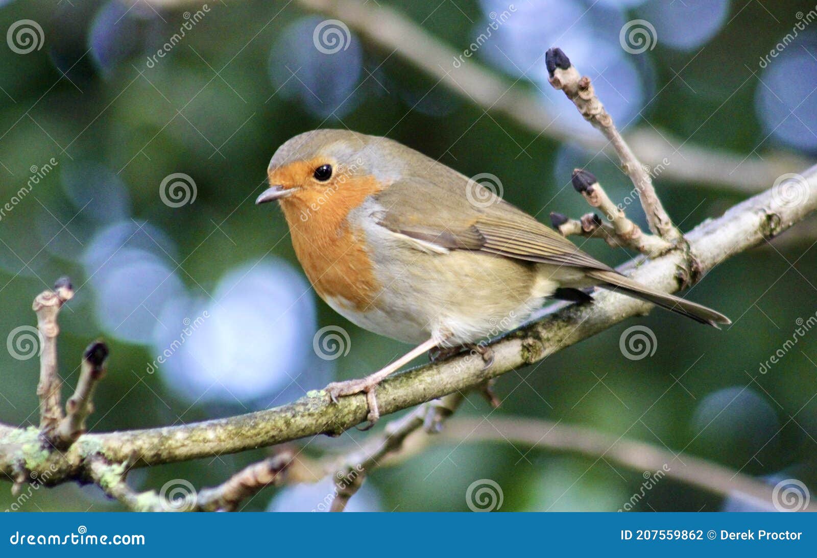 Robin Redbreast on Tree Branch Ropner Park Stock Photo - Image of ...