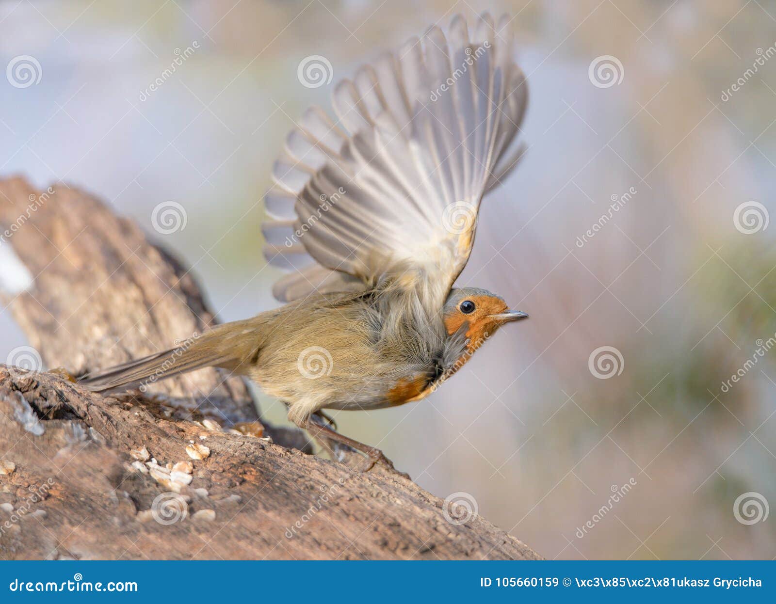 Robin redbreast stock image. Image of beak, robin, feather - 105660159