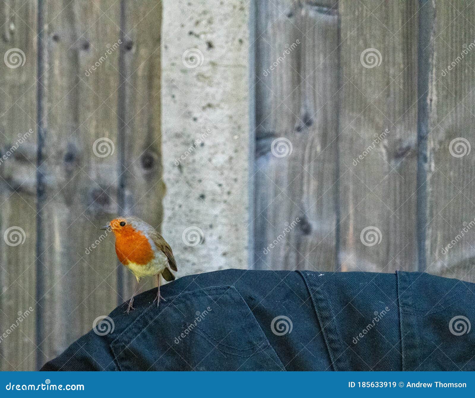 Robin in Garden in Spring stock image. Image of feathers - 185633919