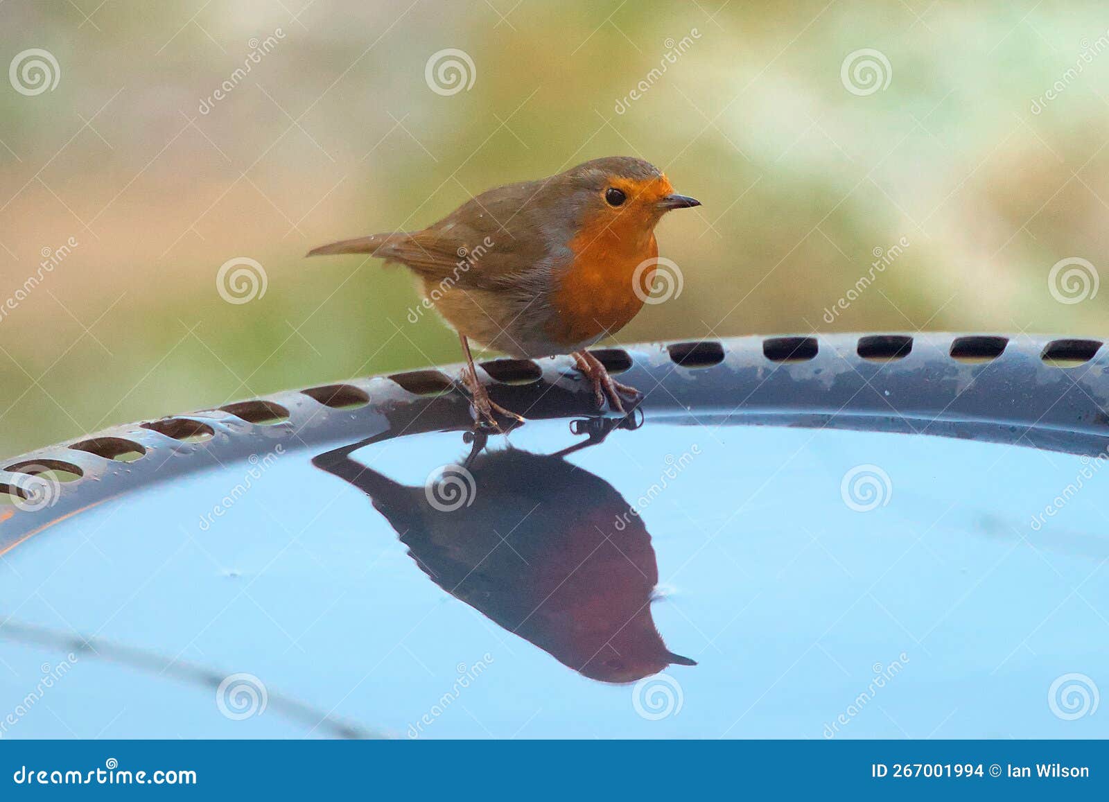 Robin Reflected in a Birdbath Stock Photo - Image of bird, reflected ...