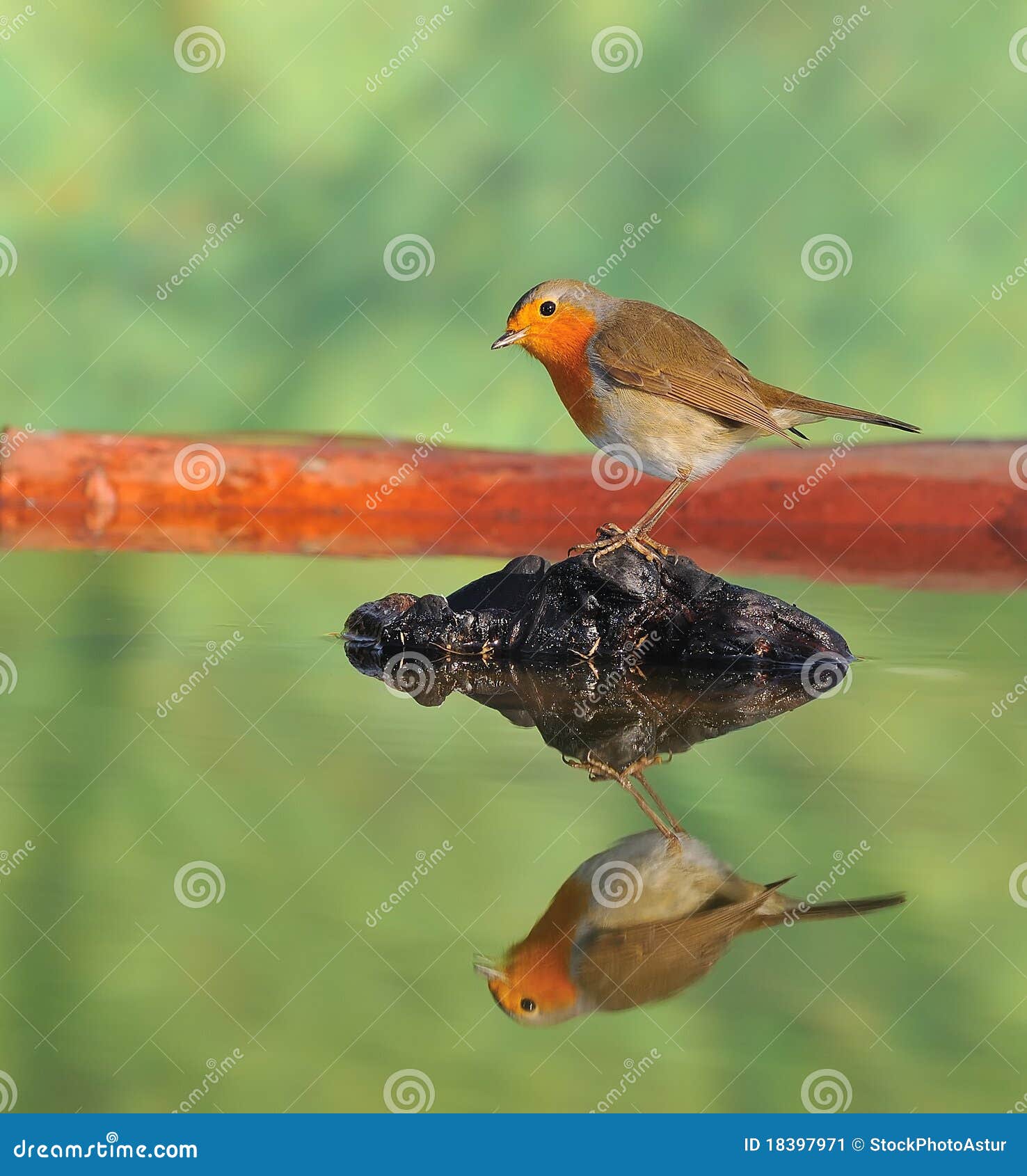 Robin reflected in river. stock image. Image of robin - 18397971