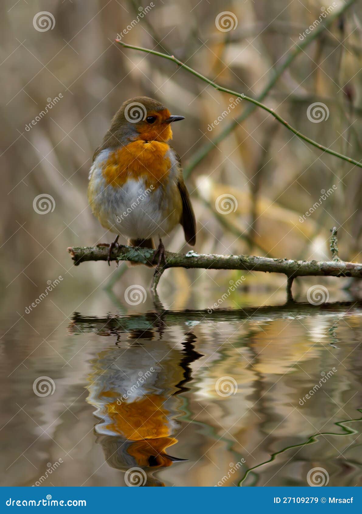 Robin with reflection. stock image. Image of beak, colorful - 27109279
