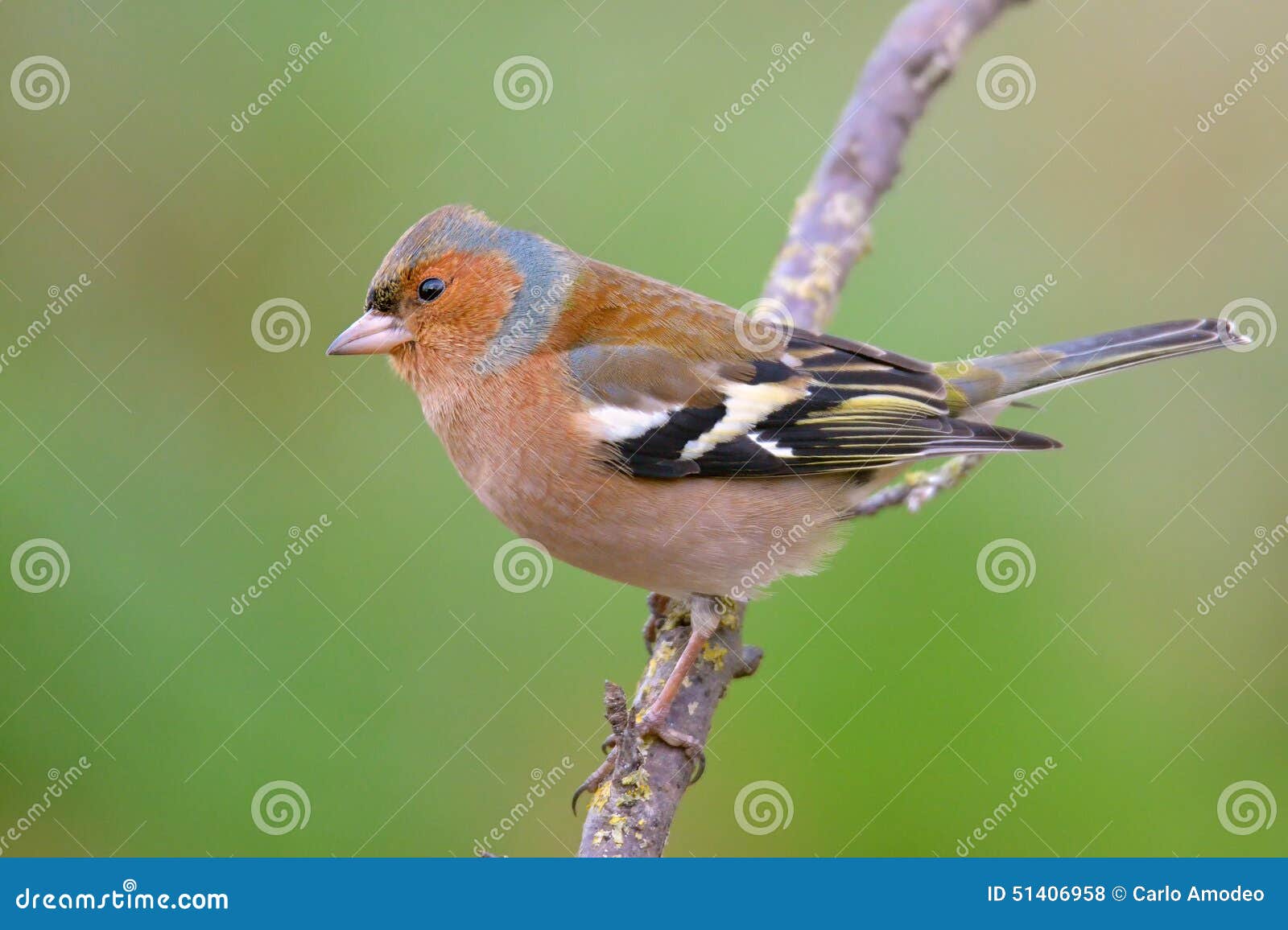 Robin stock photo. Image of small, brown, robin, nature - 51406958