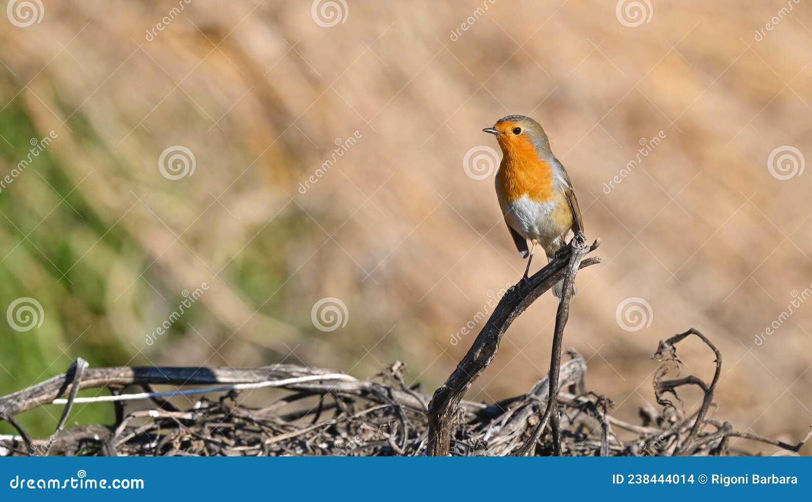 Robin Resting on a Dry Branch Stock Photo - Image of robin, cute: 238444014