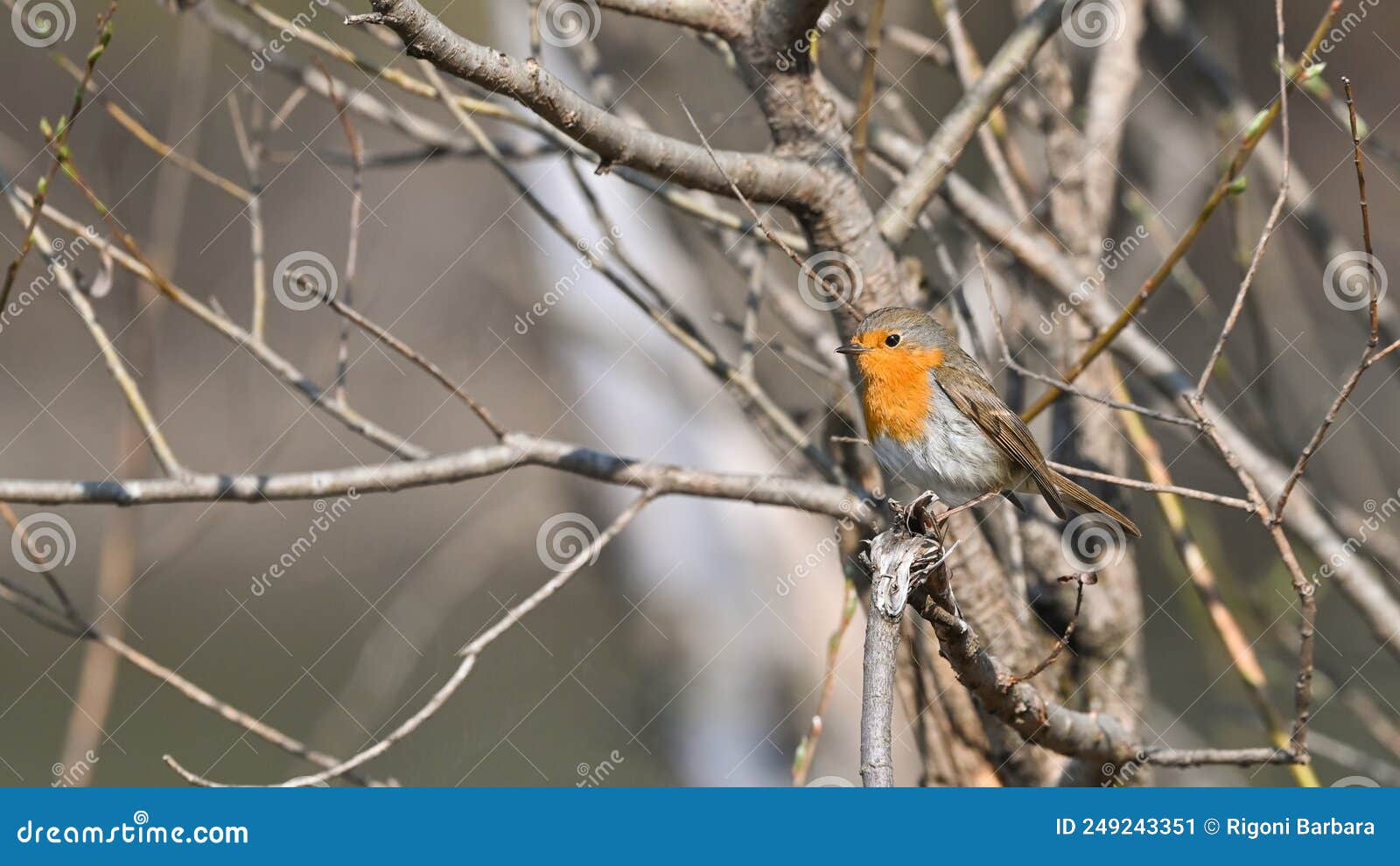 Robin Resting on the Tree Branch Stock Image - Image of proud, tree ...