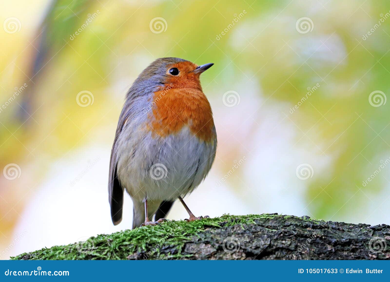 Robin stock image. Image of tree, nature, animal, garden - 105017633