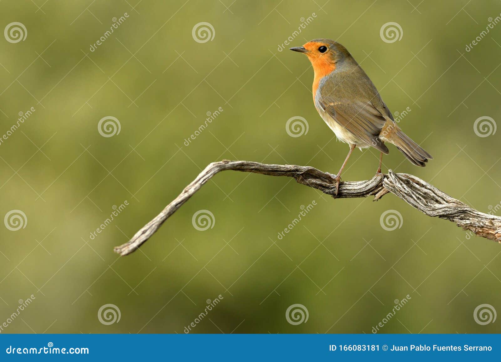 A robin stock image. Image of kingfisher, blonde, avila - 166083181