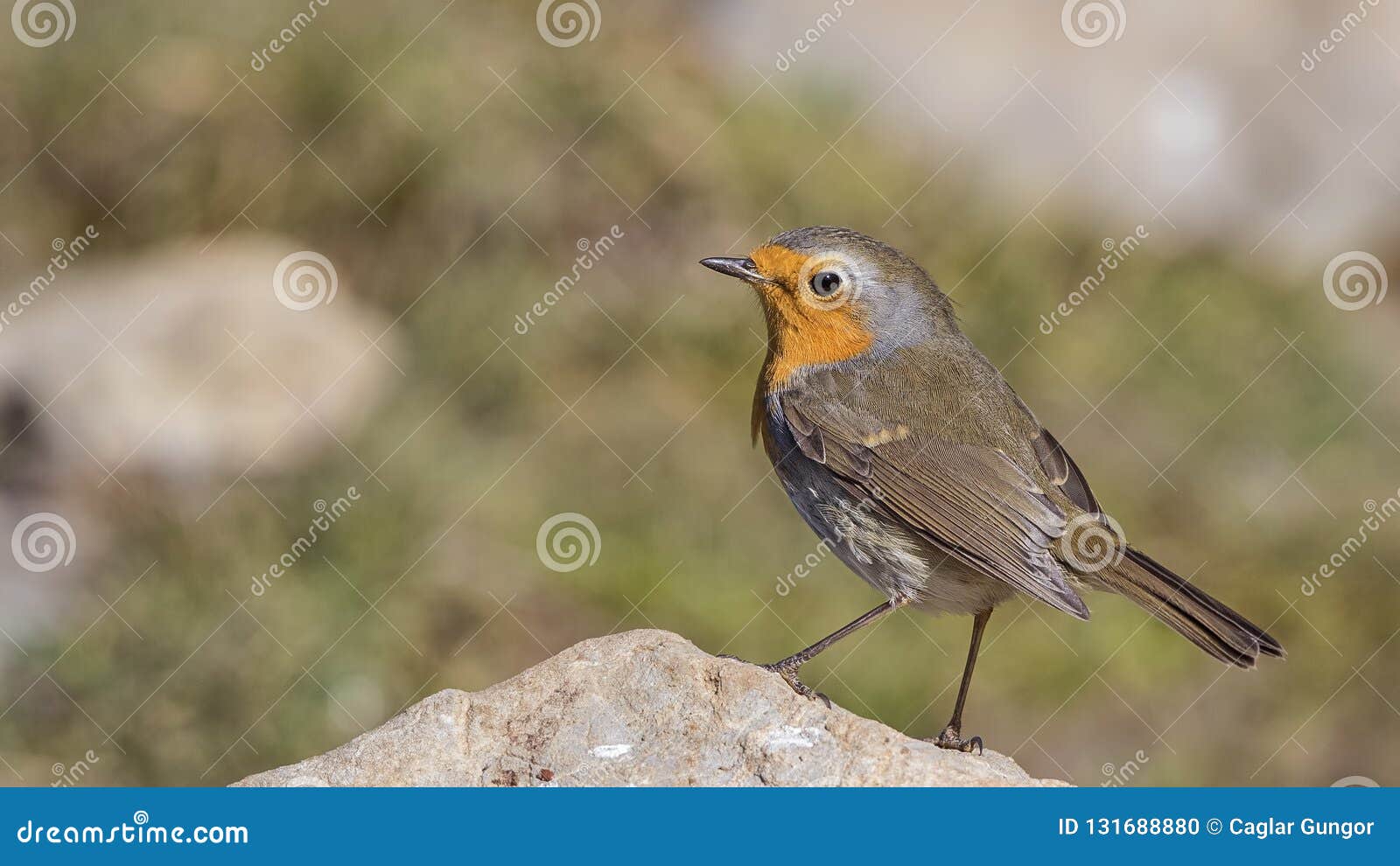 Robin on Rock stock photo. Image of beak, wildlife, looking - 131688880