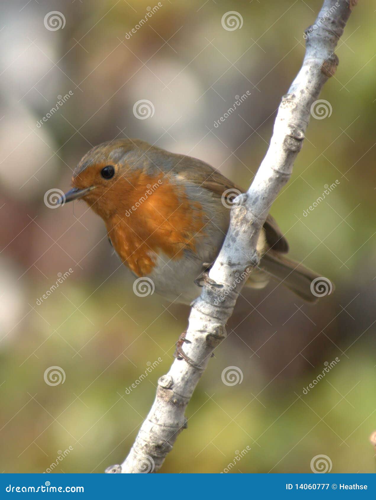 Robin-rote Brust Auf Baumzweig Stockbild - Bild von zweig, wildnis ...