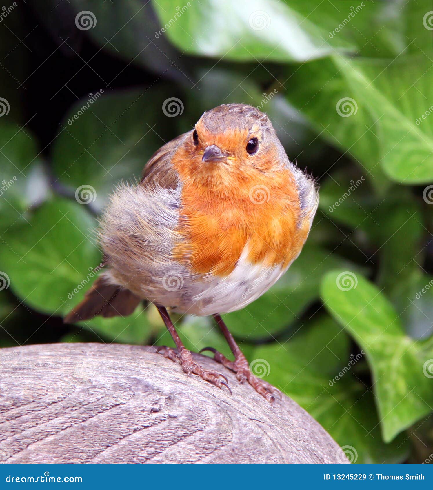 Robin-roter Brustvogel stockbild. Bild von draussen, stange - 13245229
